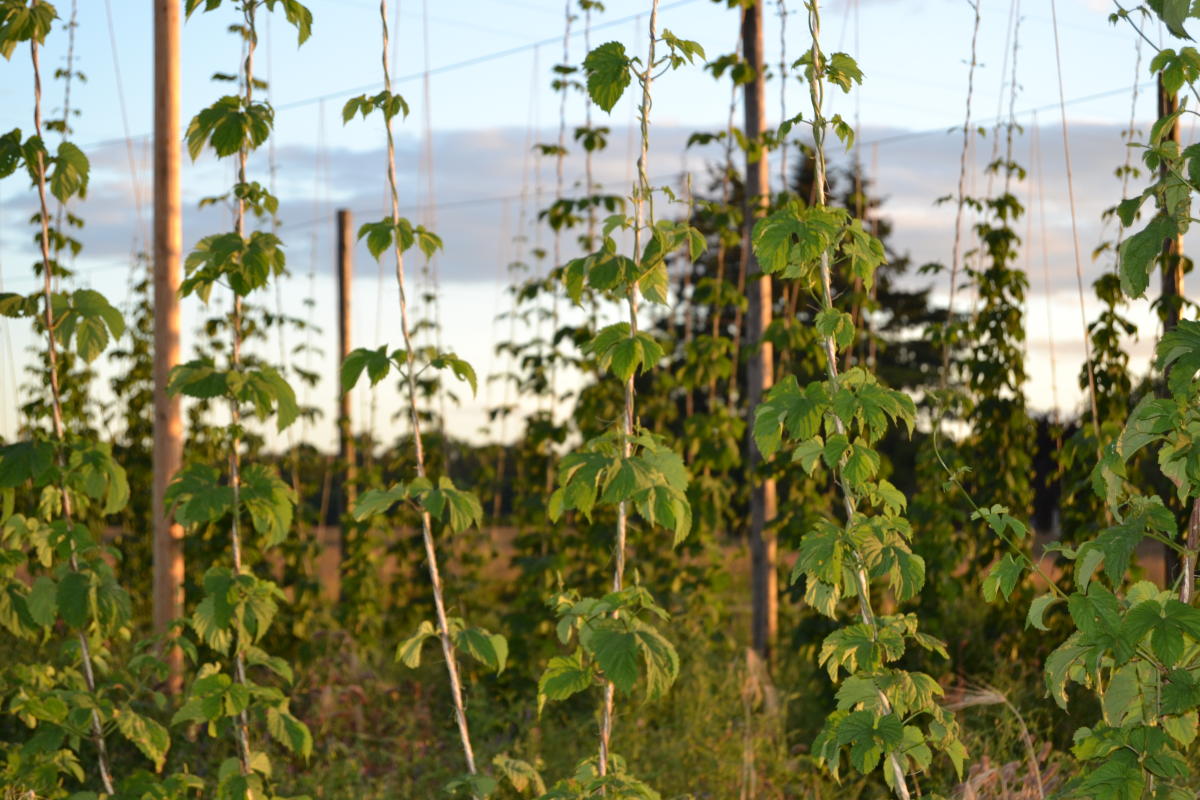Oregon Beer | Eugene, Cascades & Oregon Coast