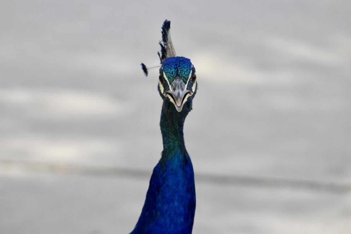 Among the Animals - An Adventure at Albuquerque's BioPark Zoo