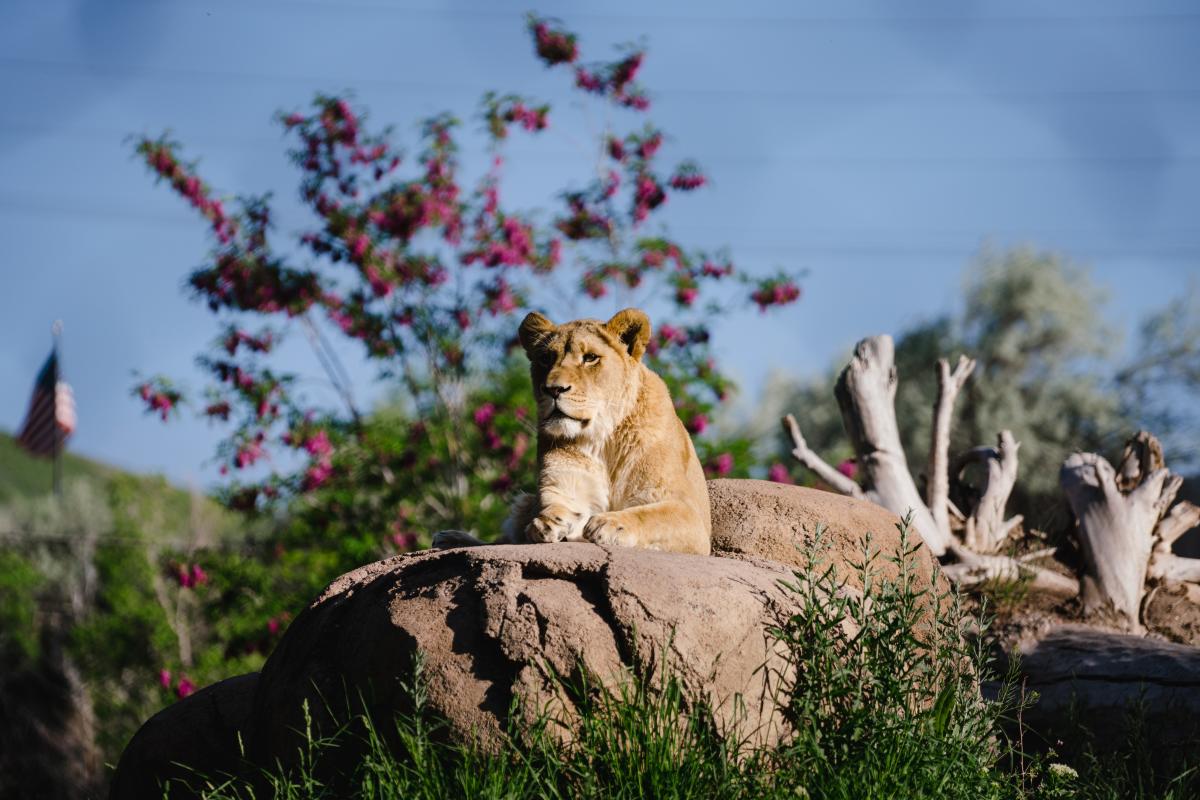 Zoo Brew: Cheers to Utah's Hogle Zoo