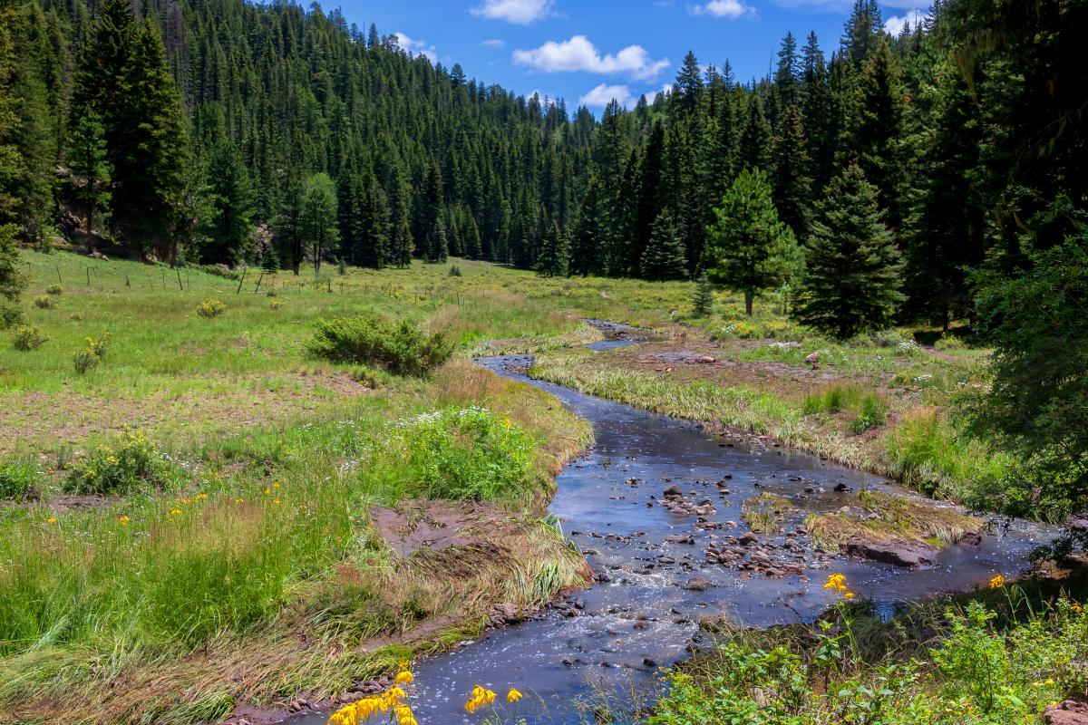 National Forests and Public Wilderness Lands
