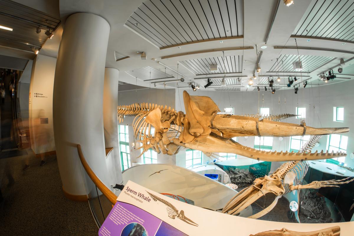 90 Years (and 54 feet) of "Trouble" at the North Carolina Museum of ...