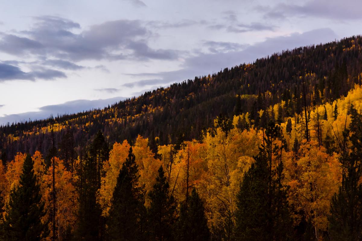 Salt Lake's Fall Foliage Preview