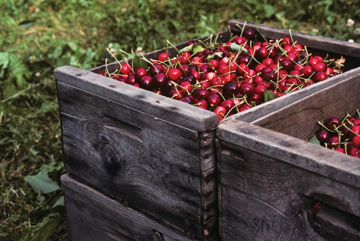 Cherry Season In Okanagan at Lula Atchley blog