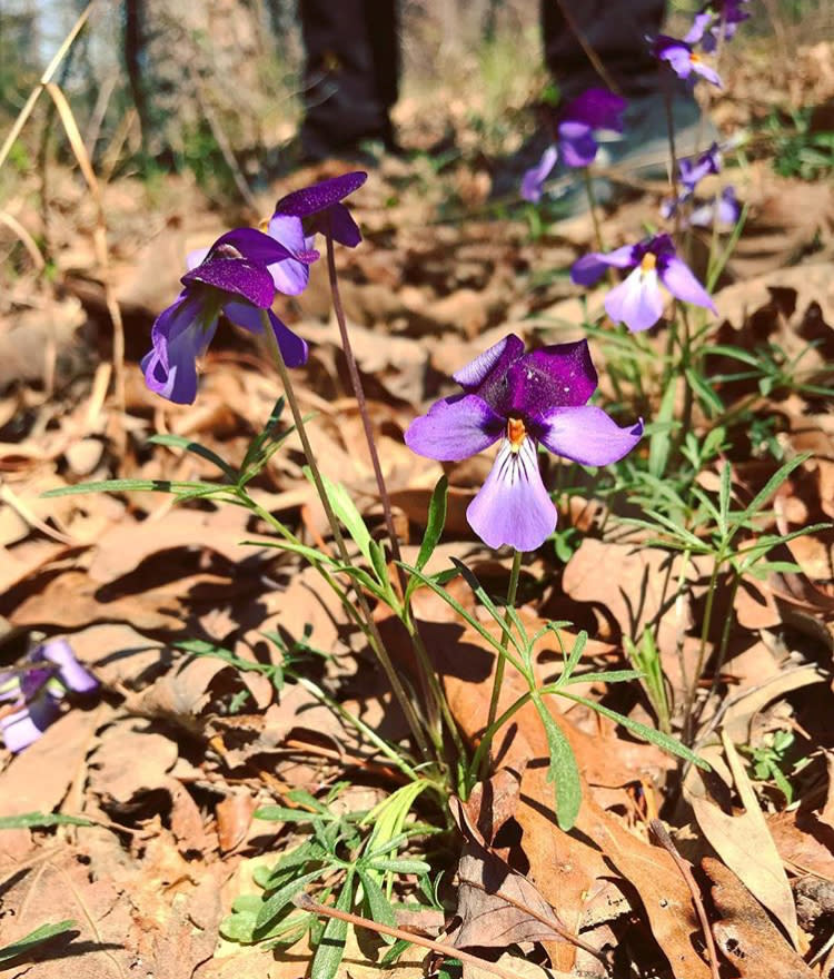 Wildflower Hikes in North Alabama