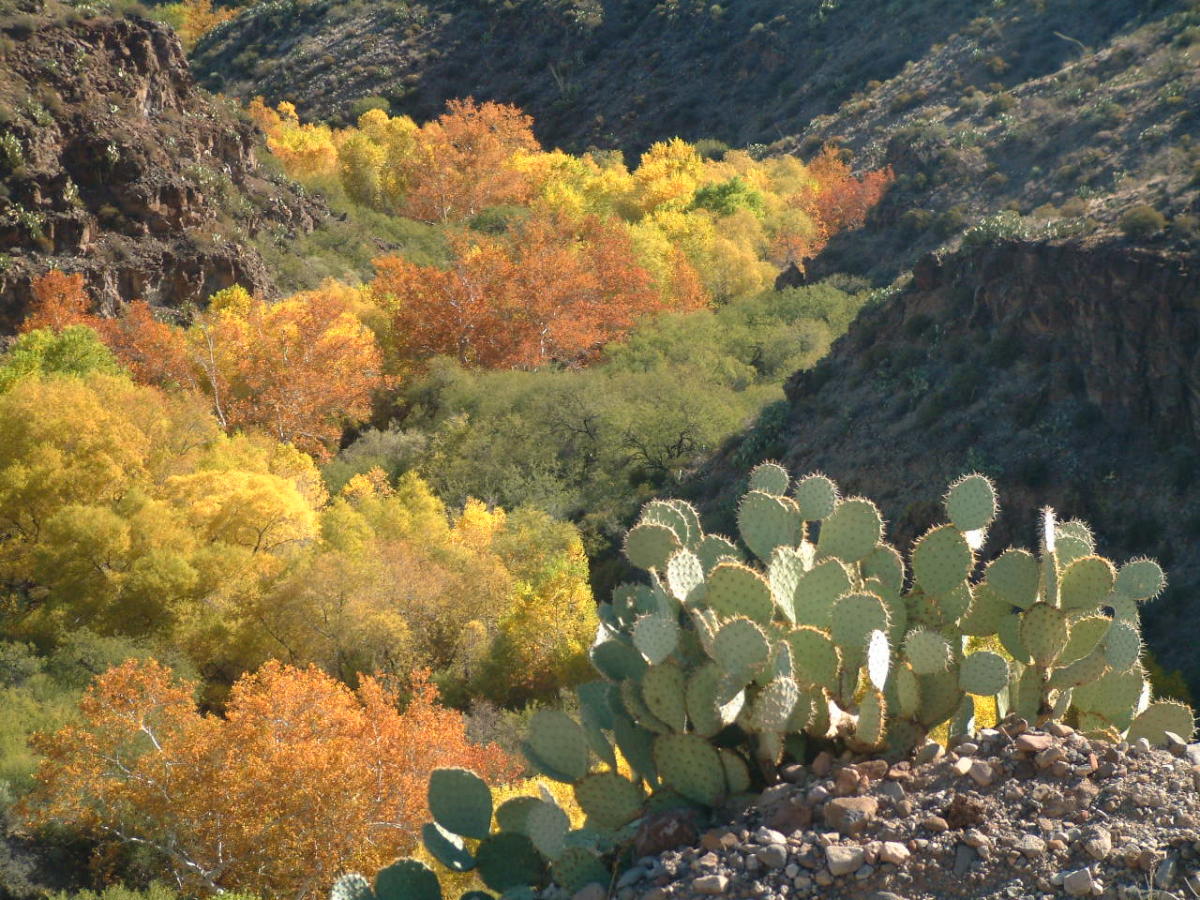 National Forests and Public Wilderness Lands