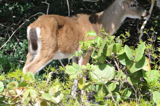 Where to See Florida Keys Deer | VISIT FLORIDA