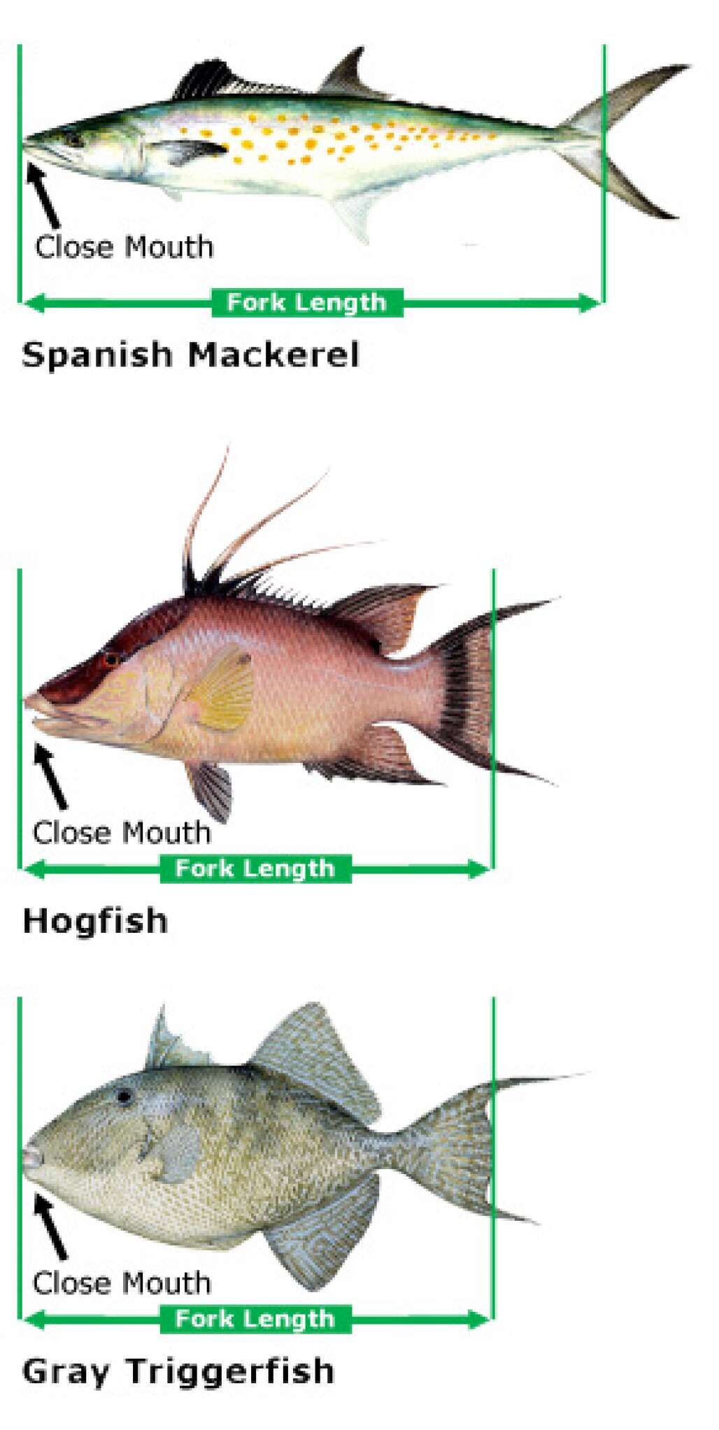 Fishing Tips How To Measure Fish VISIT FLORIDA Fishing Tips How To Measure Fish VISIT FLORIDA