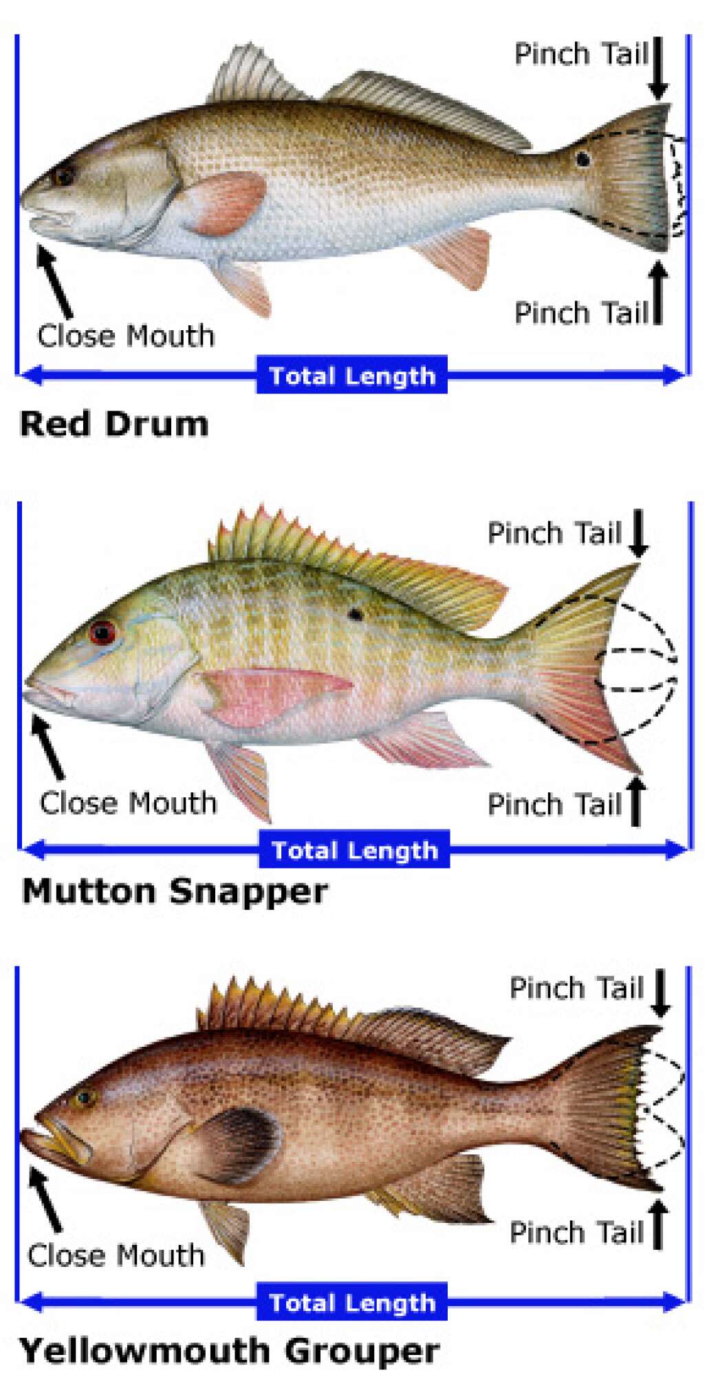 Fishing Tips How To Measure Fish VISIT FLORIDA Fishing Tips How To Measure Fish VISIT FLORIDA