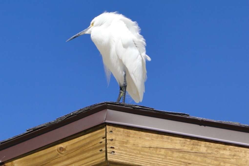 5 Spots for Some of the Best Birding in Florida | VISIT FLORIDA
