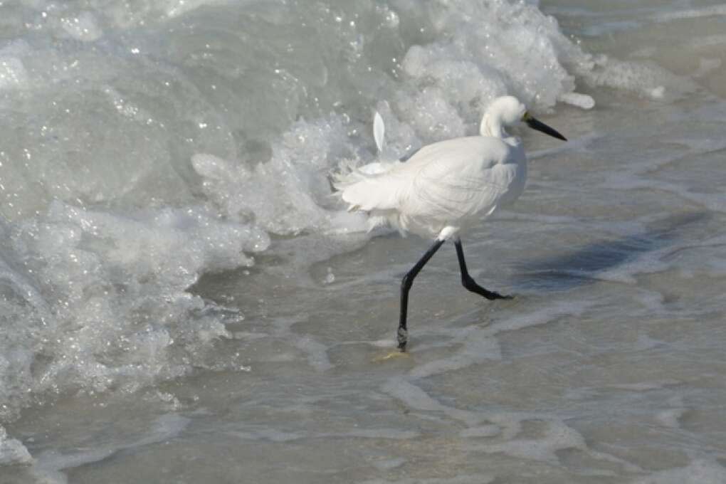 5 Spots for Some of the Best Birding in Florida | VISIT FLORIDA