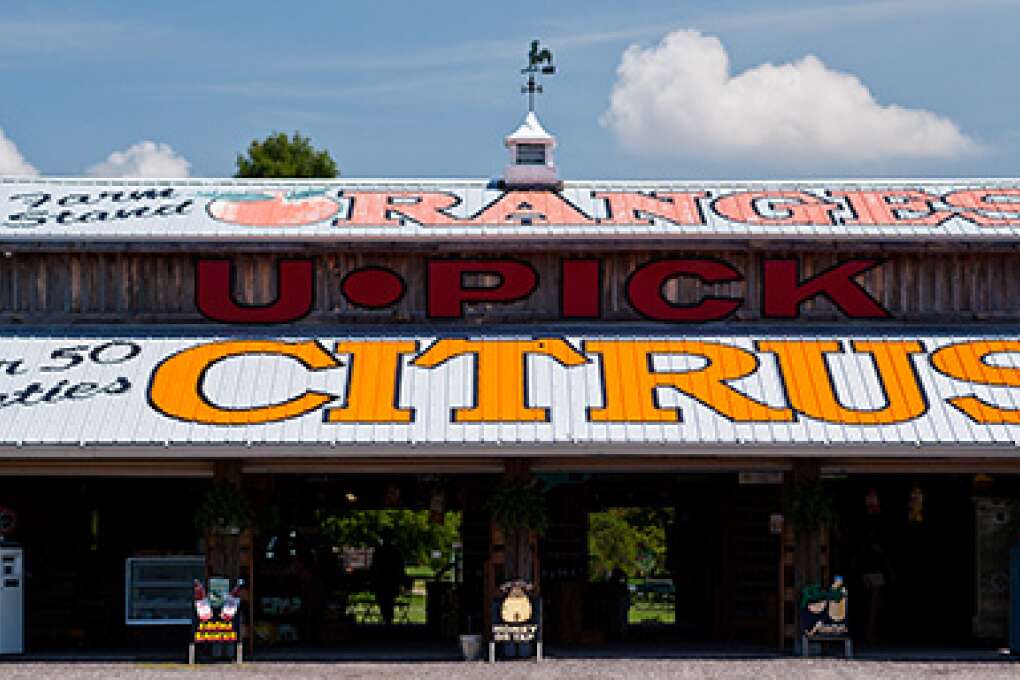 Where to Visit Orange Groves & Farms in Florida