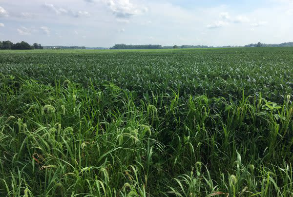 Stop & Enjoy the Scenery on Indiana's Rural Backroads