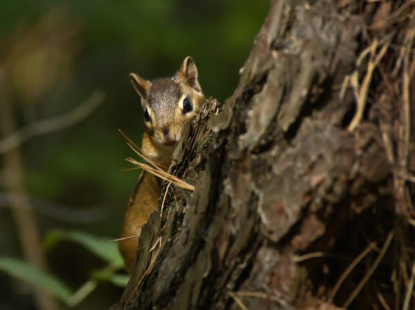 You Won't Believe These Two Wildlife Habitats in Northwest Indiana