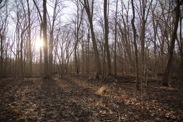 Get Out & Explore Nature at This East Central Indiana Forest Preserve