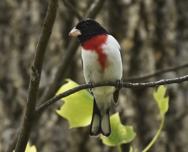 Indiana Birdwatching 101: Intro to These 10 Indiana Bird Species