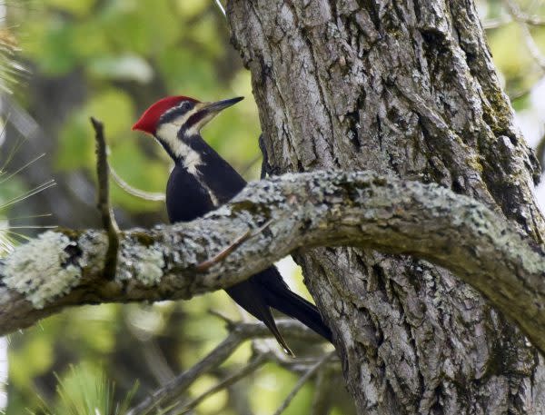 Indiana Birdwatching 101: Intro to These 10 Indiana Bird Species