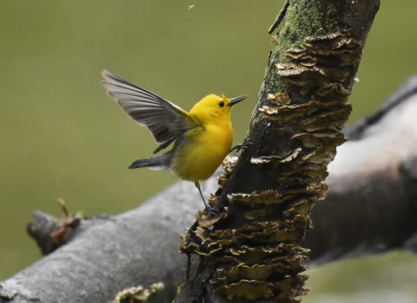 Indiana Birdwatching 101: Intro to These 10 Indiana Bird Species