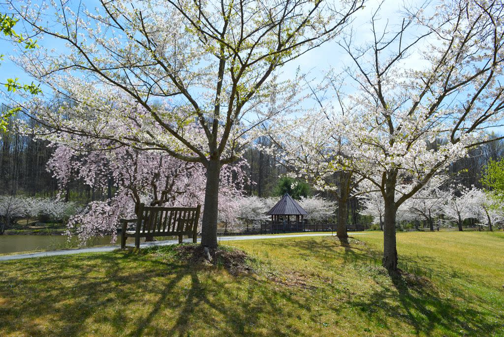 Where to Spot Stunning Cherry Blossoms in Virginia