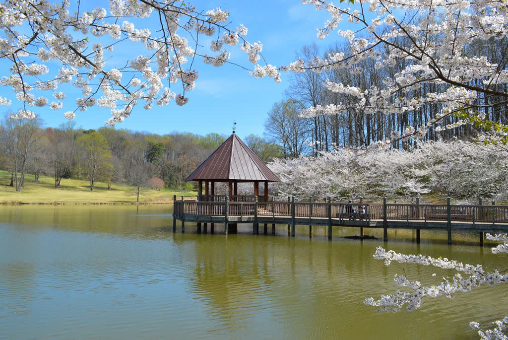 Where to Spot Virginia Wildflowers in Bloom This Spring
