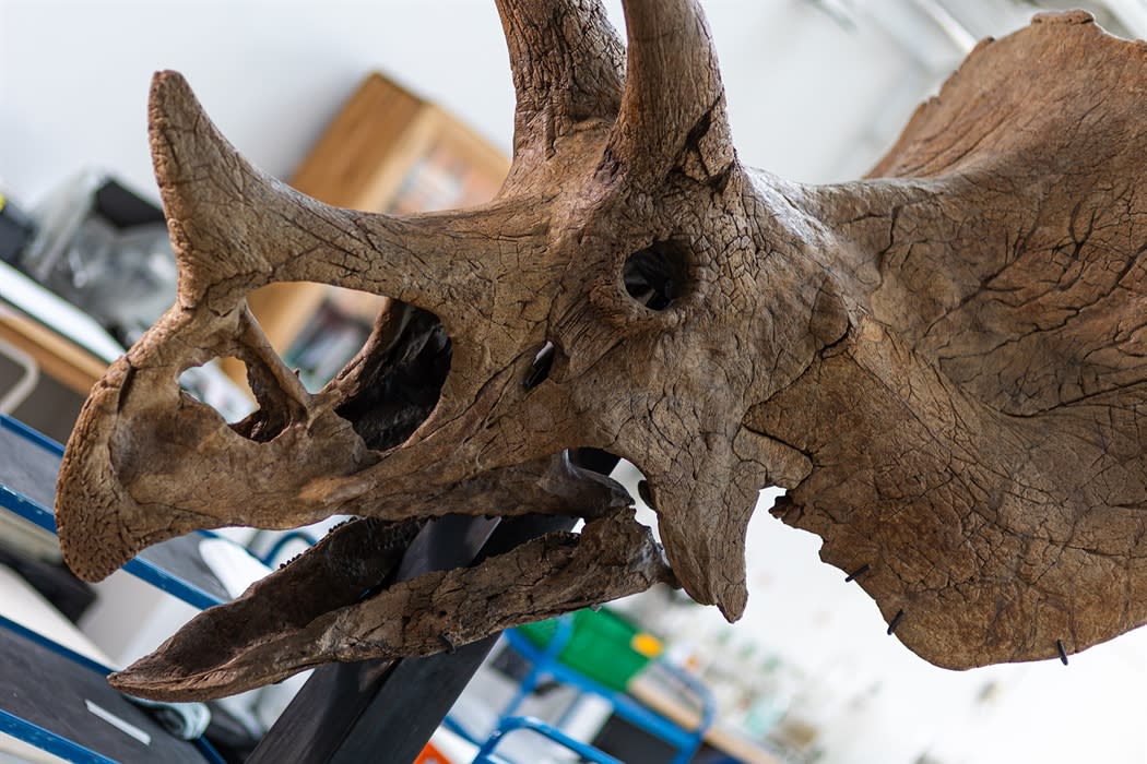 Create, fold, pop - your Triceratops awaits