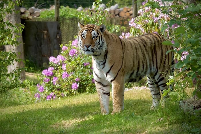 A Tiger Takeover at Knowsley Safari this Half Term, Fur Real!