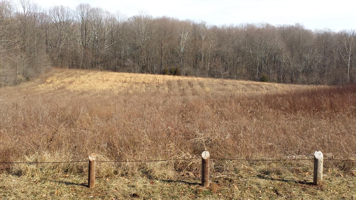 Ravinia State Forest