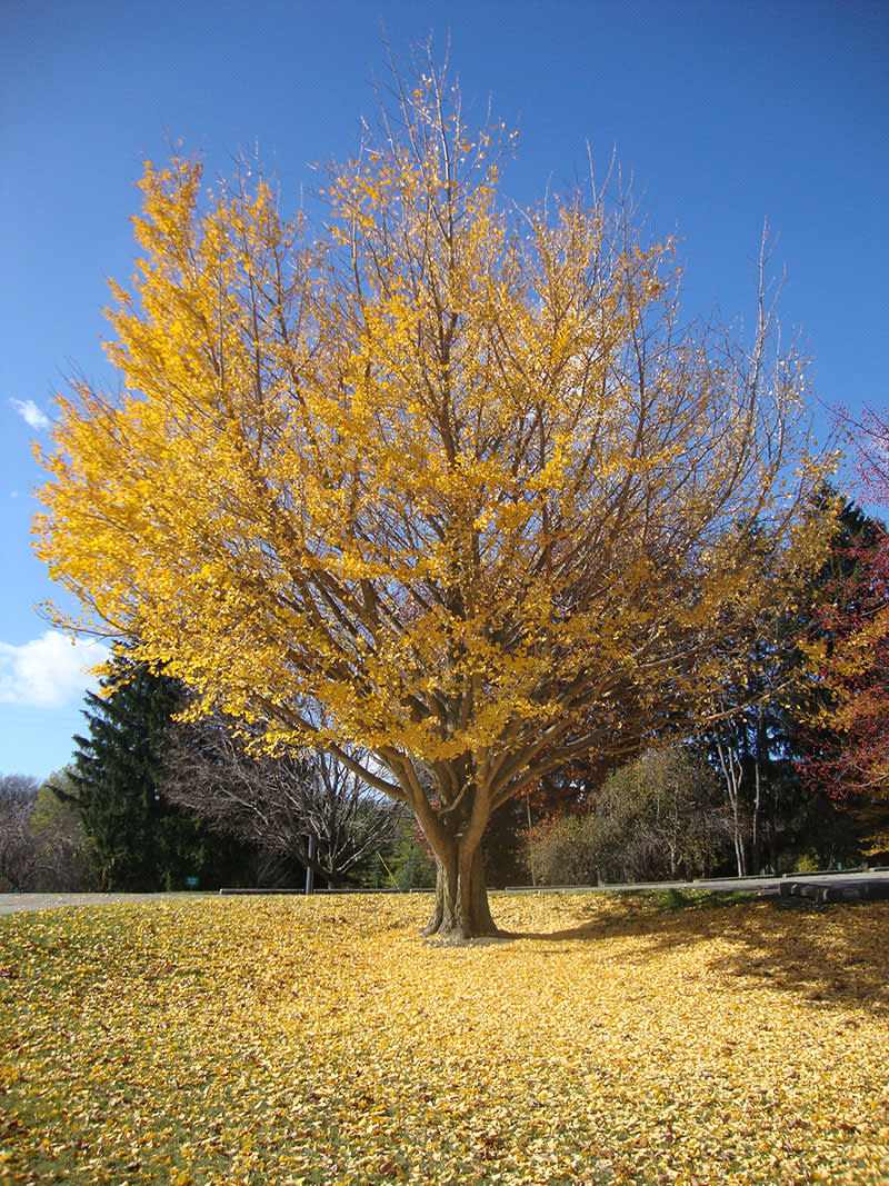 Patterson Park