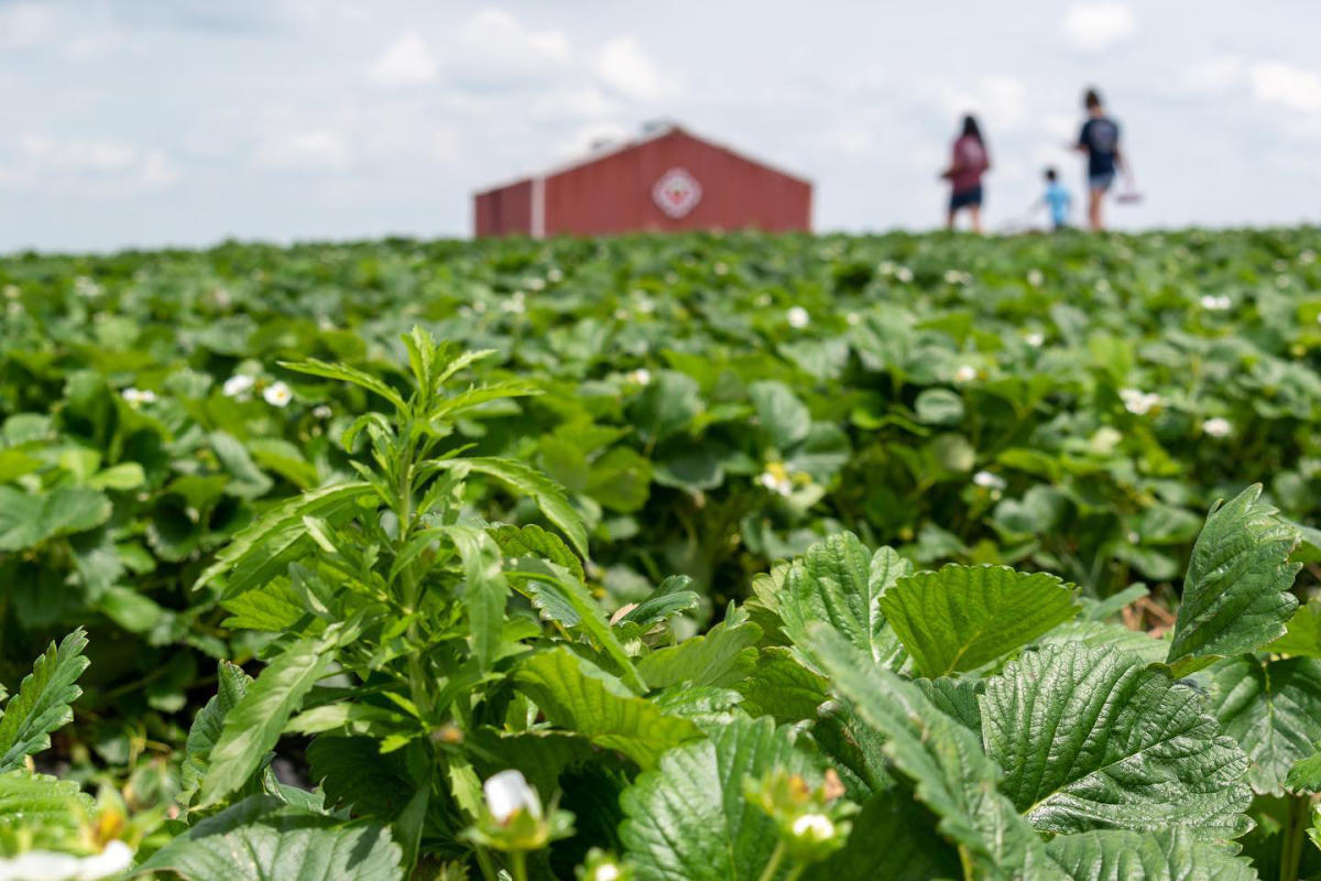 H & S Farms