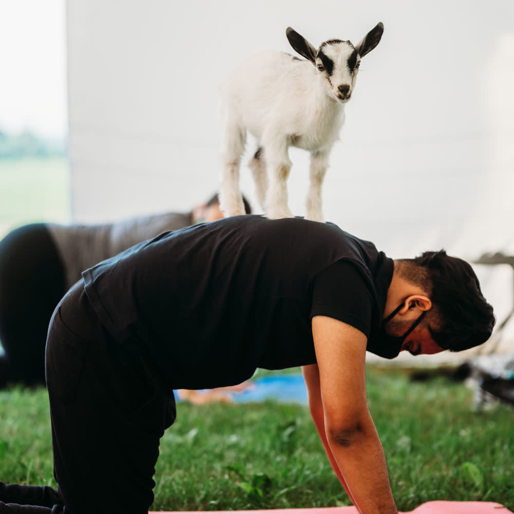 Goat Yoga at Udderly Ridiculous Farm Life