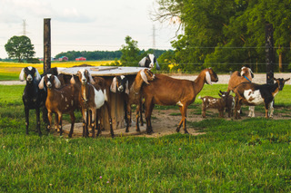 Goat Keeping for Beginners at Jireh Hills Family Homestead