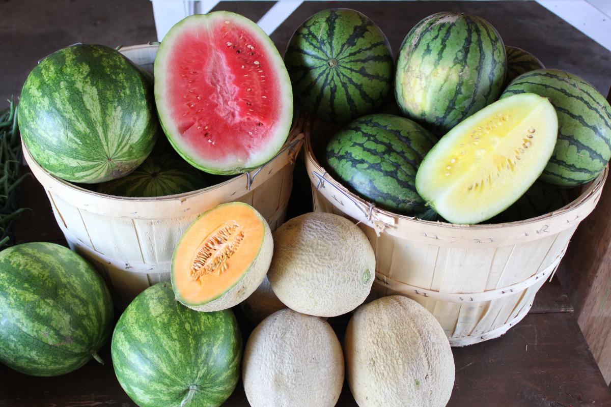 thames river melons
