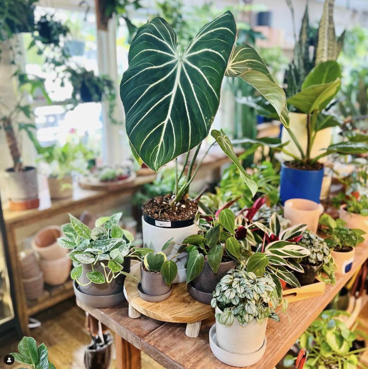 Hidden Seed Plant Co.