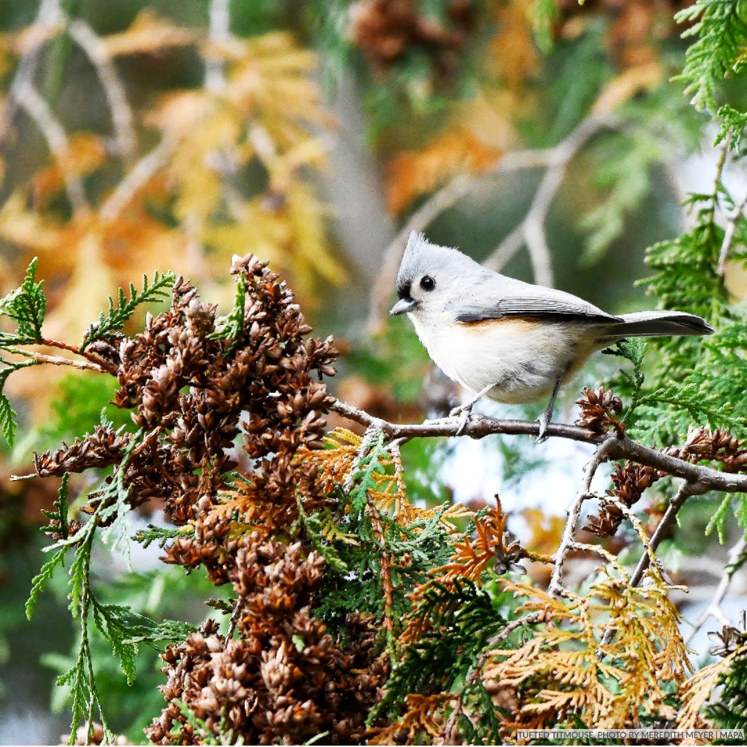 Whitefish Point Bird Observatory