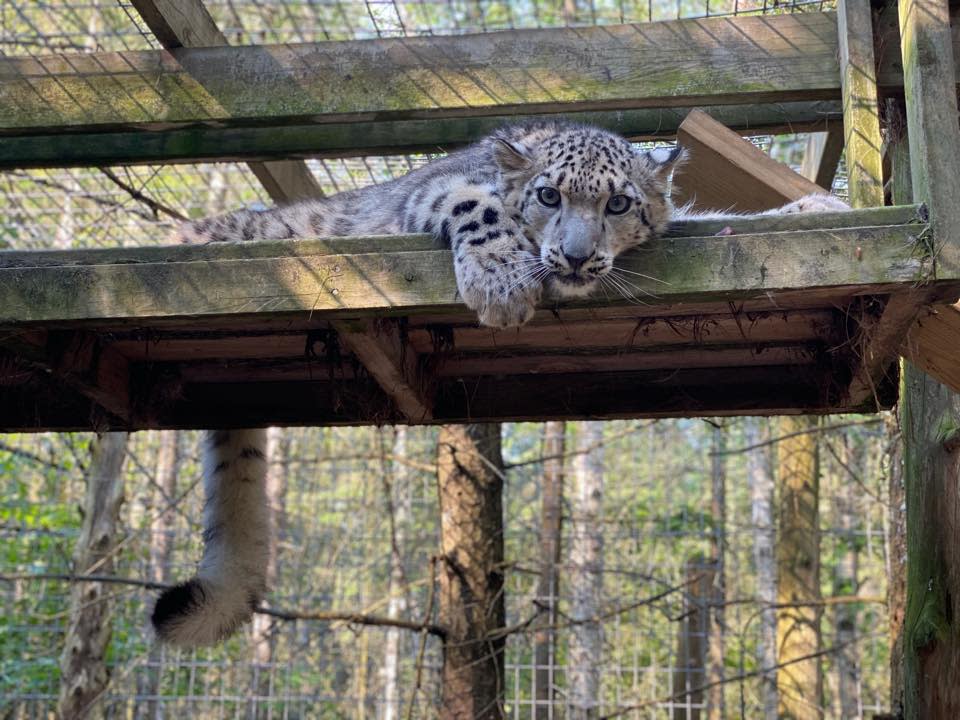 Garlyn Zoo Wildlife Park