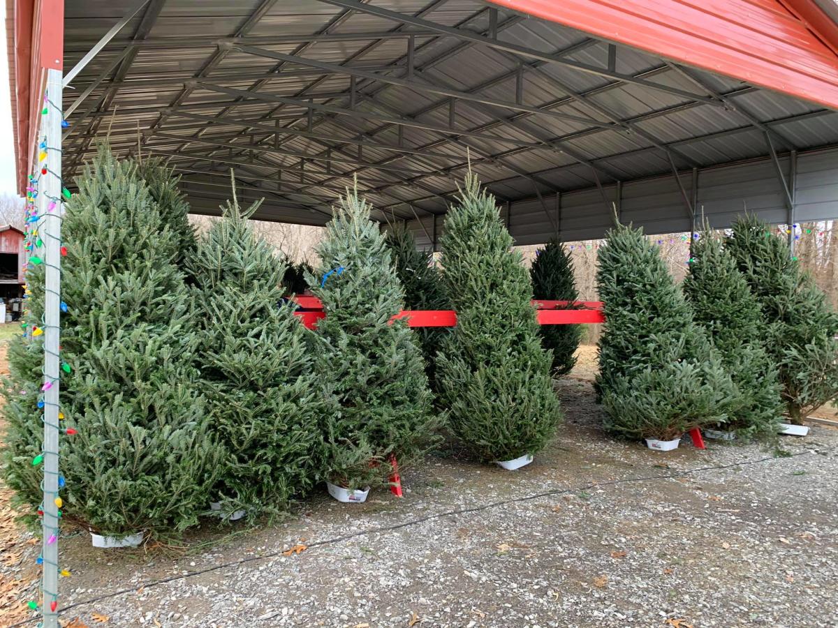 Kandi Kane Christmas Tree Farm