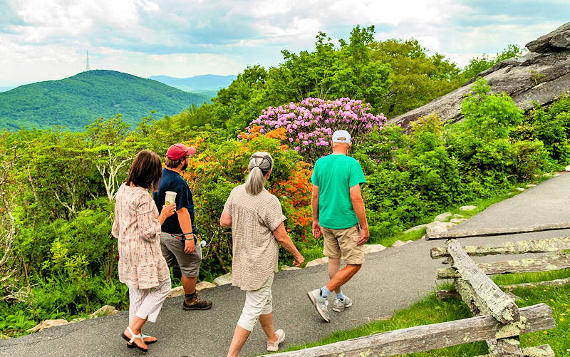 Rhododendron Rambles