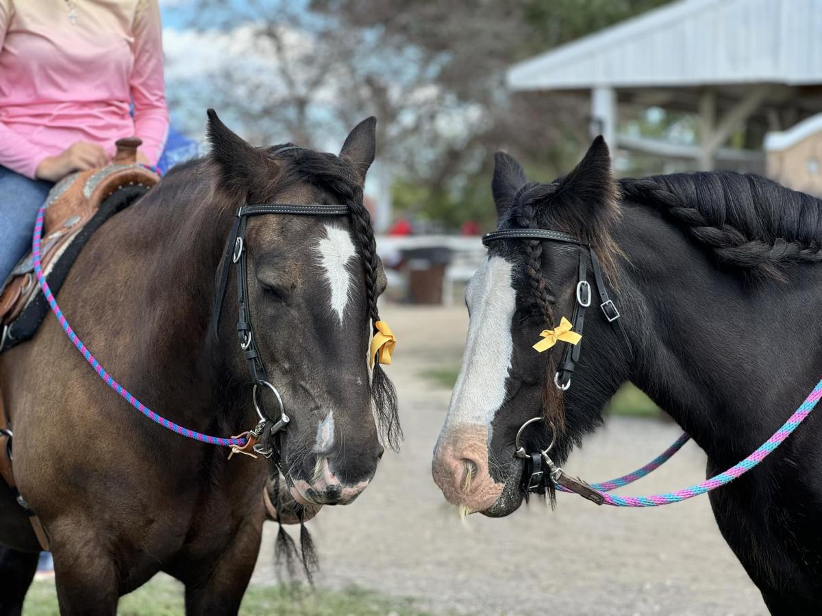 Serenity Farm Gypsy Horses
