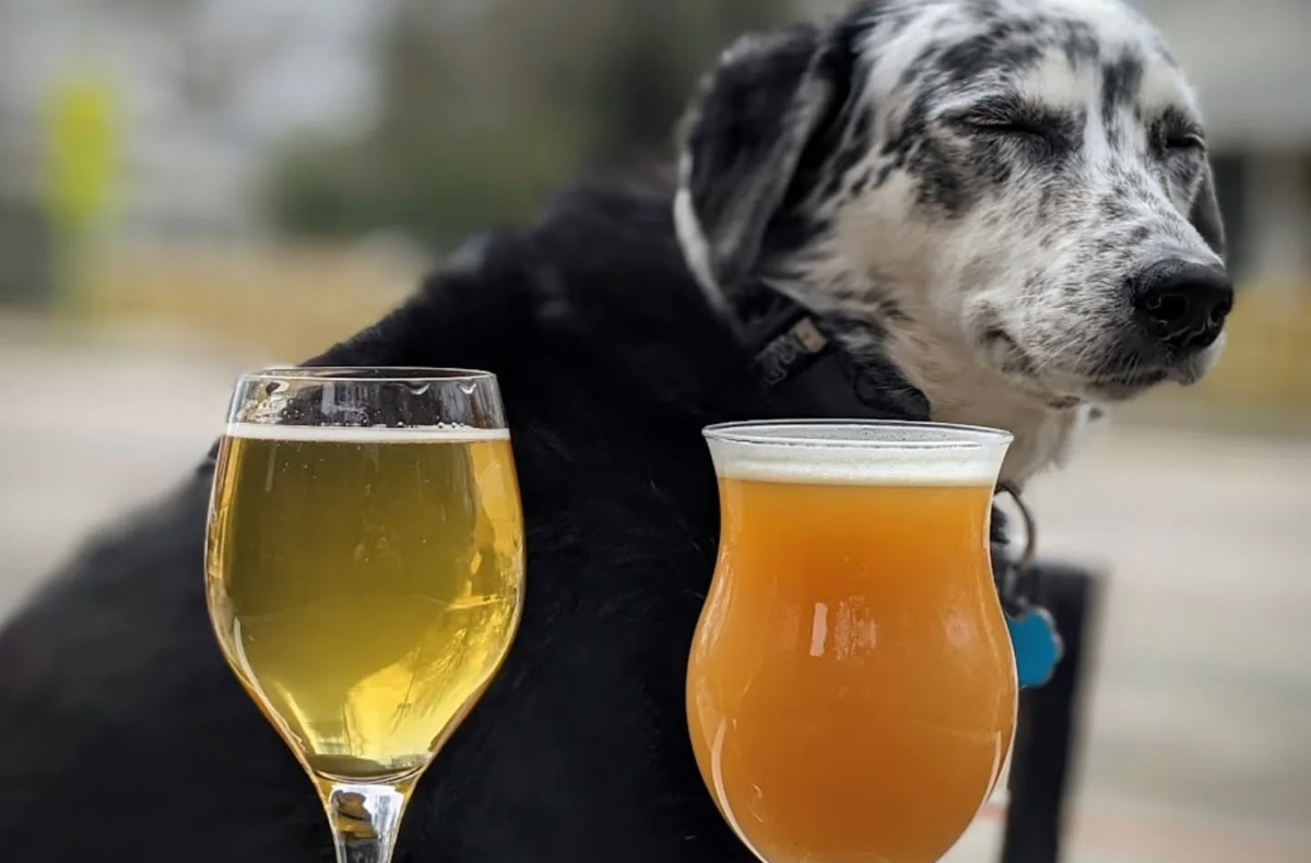 Dingo Dog Brewing Co.