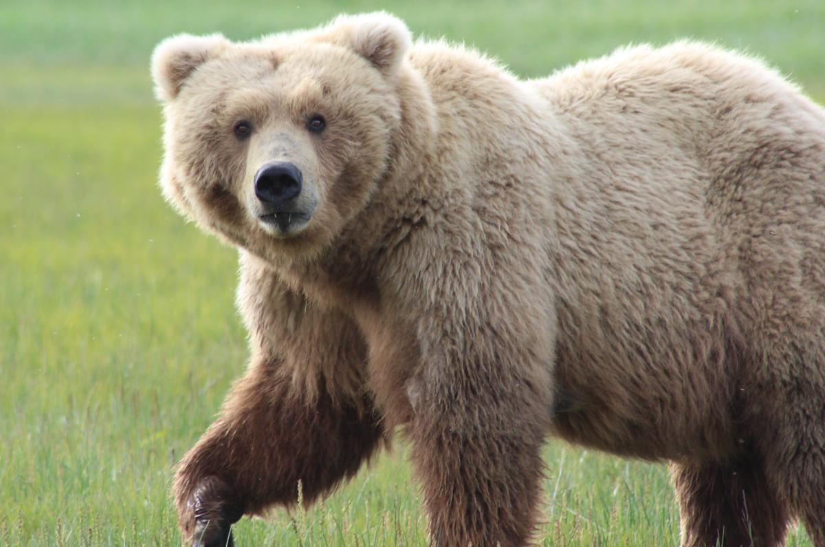 Alaska Bear Identification – TOLB