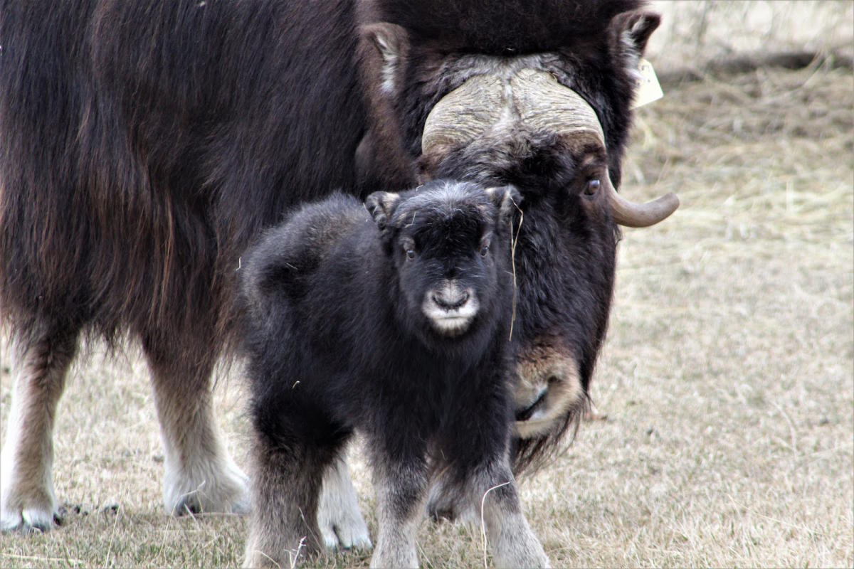 Musk Ox Farm, Museum and Gift Shop