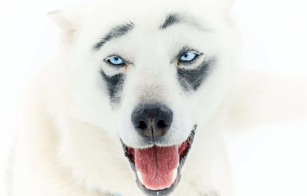 Snowhook Adventure Guides of Alaska