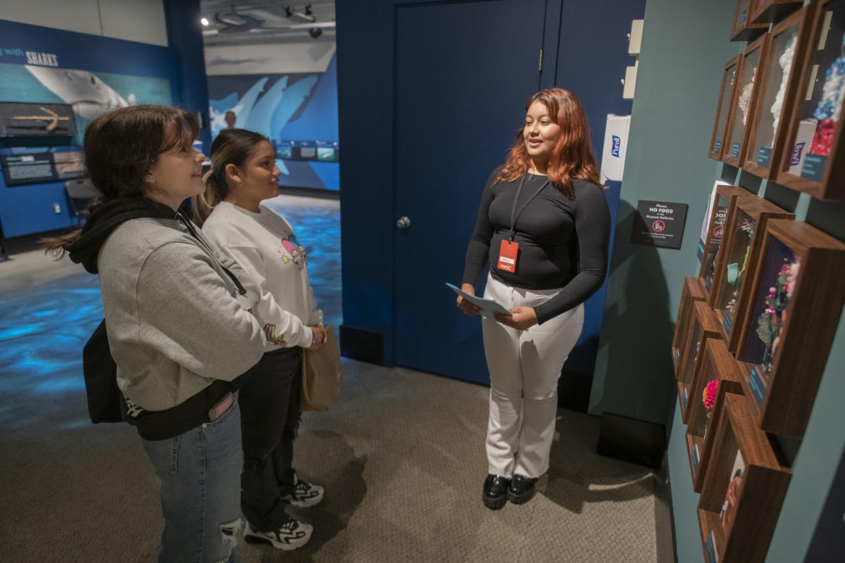 Harvard Museums of Science & Culture - Cambridge MA, 02138