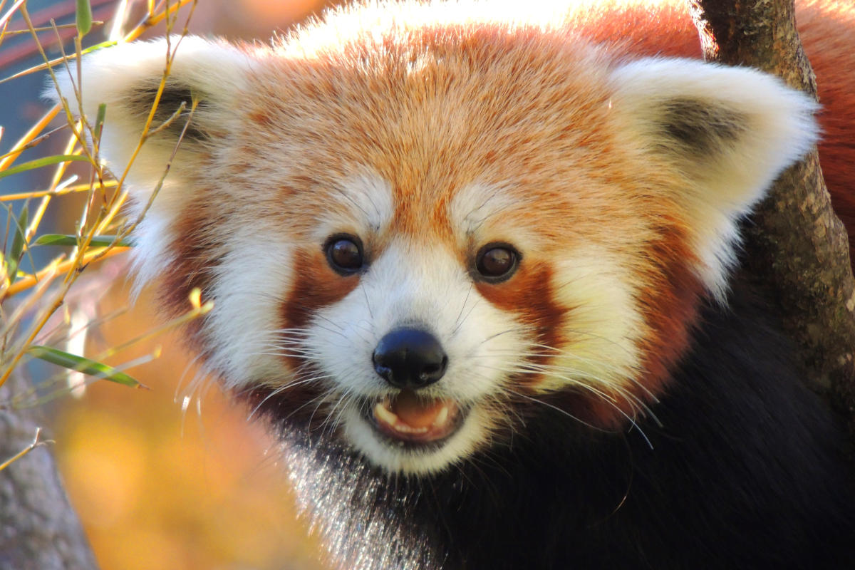 Franklin Park Zoo - Boston MA, 02121