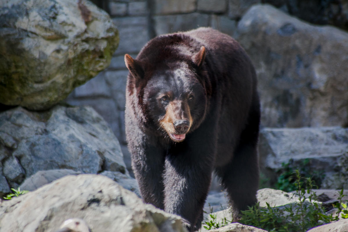 Stone Zoo - Stoneham MA, 02180