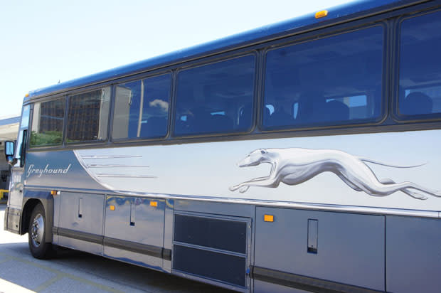 Greyhound