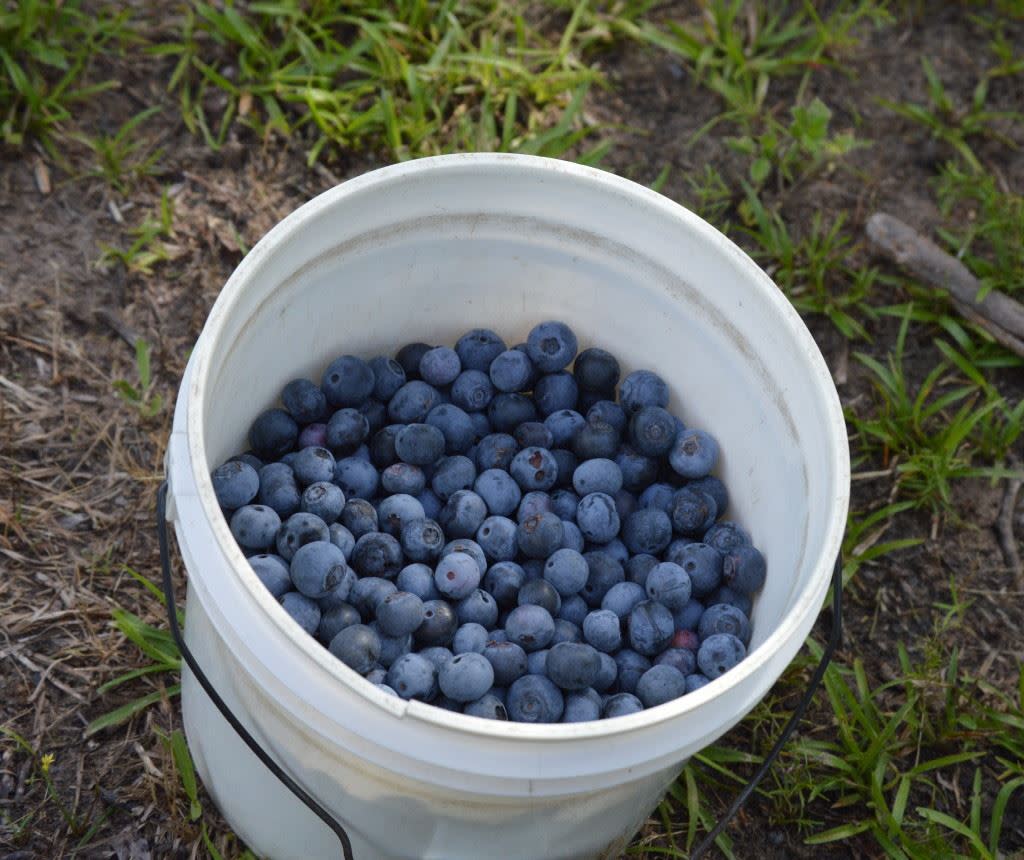 Moorhead's Blueberry Farm