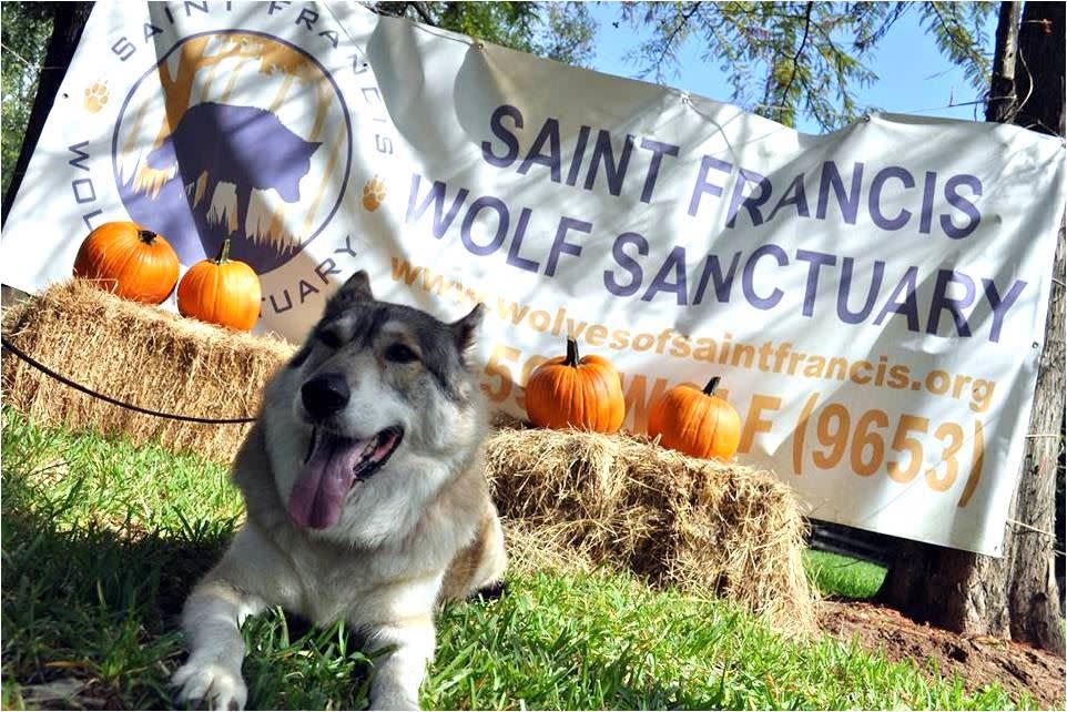 Saint Francis Wolf Sanctuary