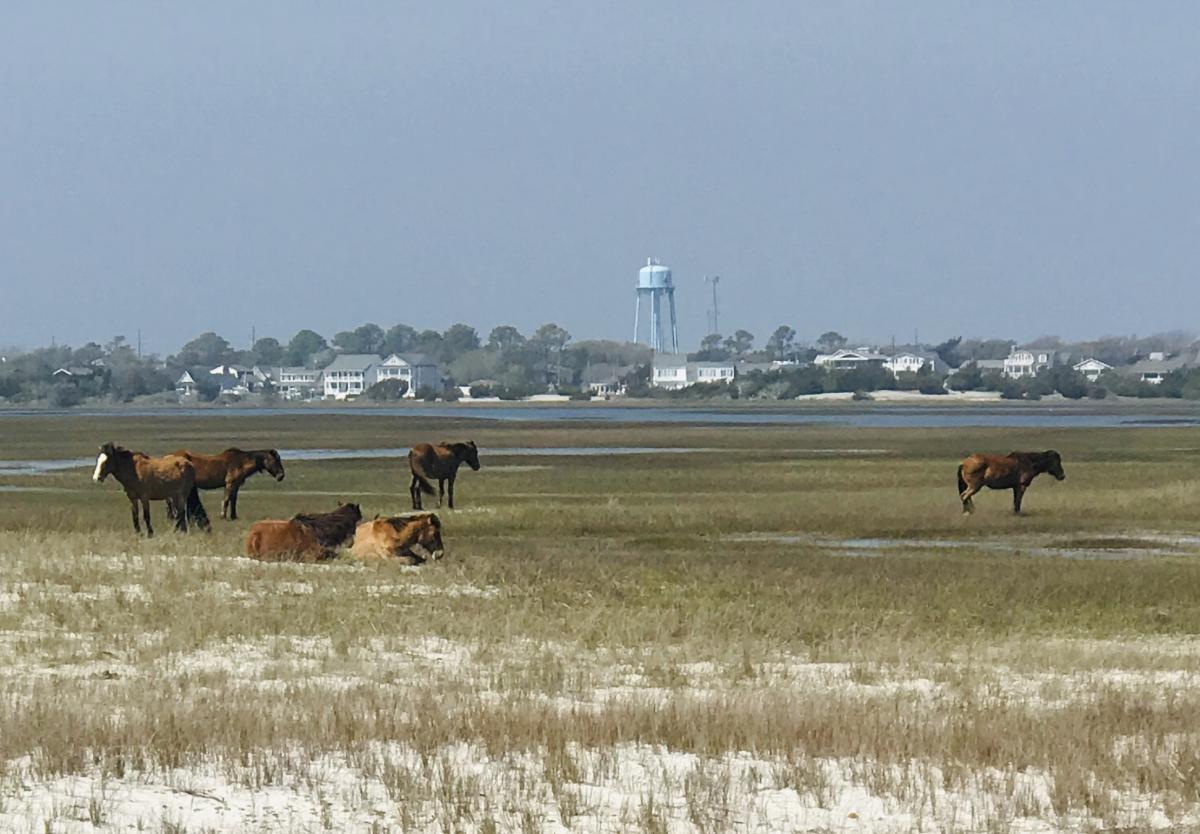 Rachel Carson Reserve | Beaufort, NC