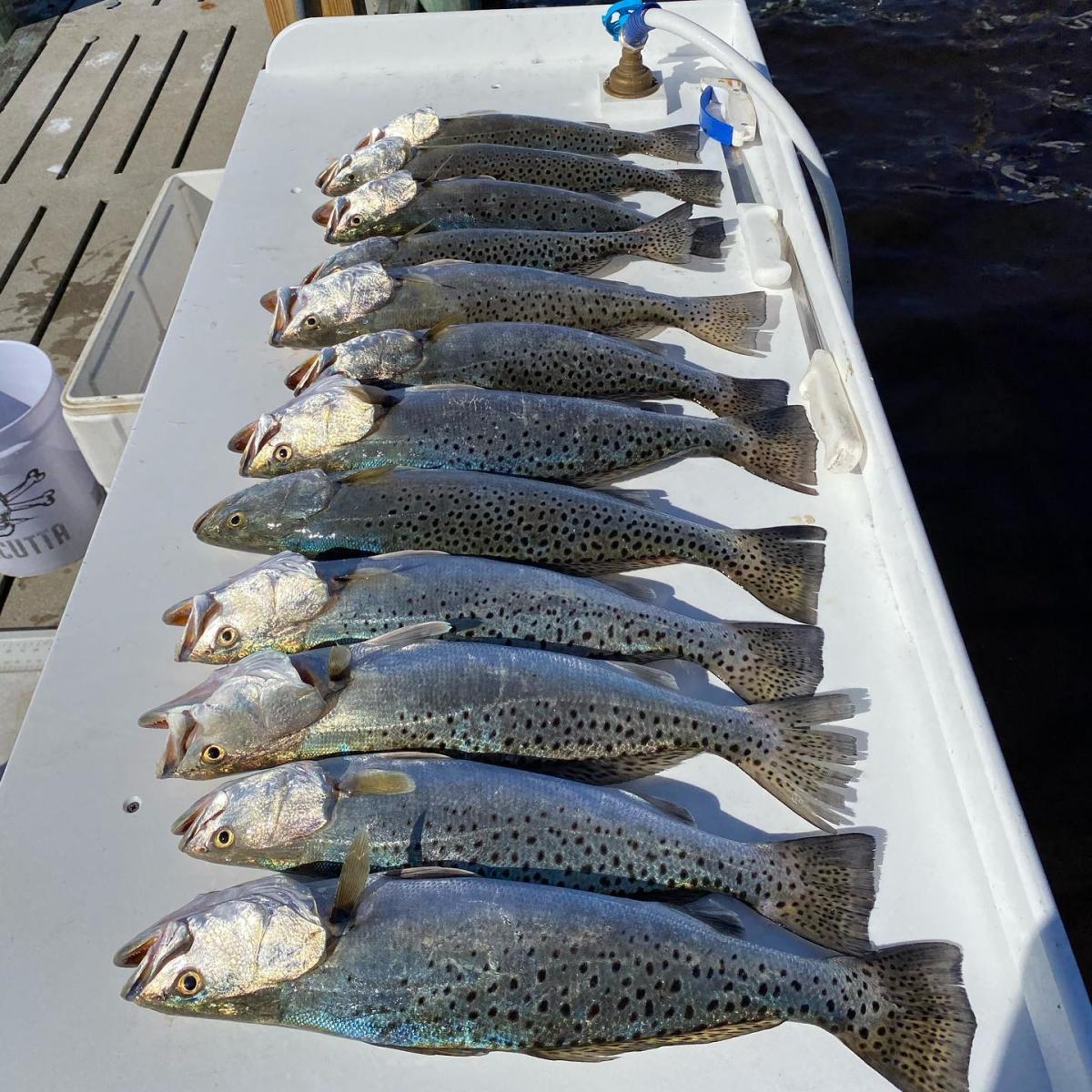 Sandbar Safari Fishing & Eco-Tours | Cedar Point, NC
