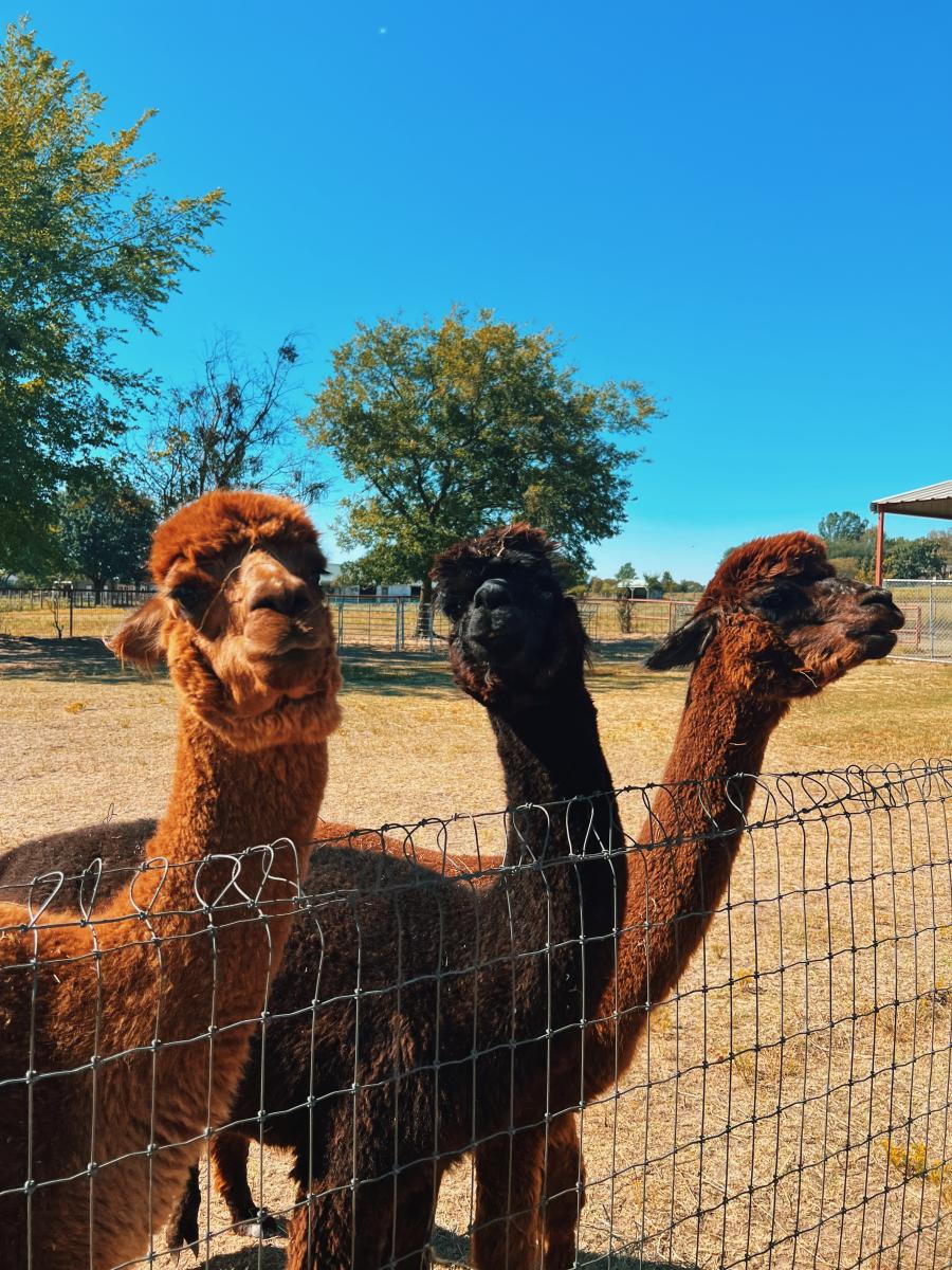 Walk-A-Paca Experience